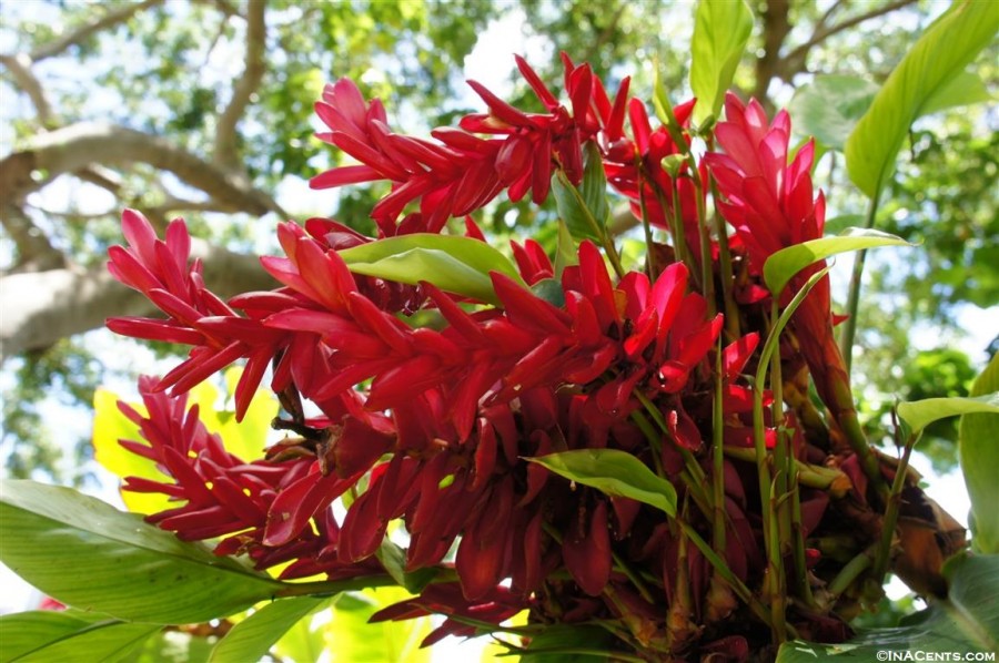 Hawaiian Flora (Part 5) - InACents.com