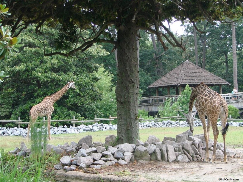 Save Half Off Norfolk Virginia Zoo Admission - InACents.com